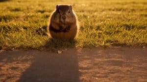 Groundhog Spiritual Meaning & Symbolism (Good Luck, Wealth?)